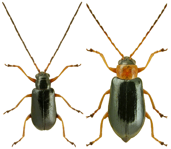 Luperus luperus